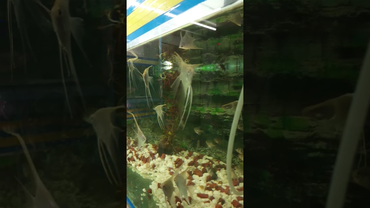 angelfish breeding tips/angelfish breeding setup/ABCD Unique pets # ...