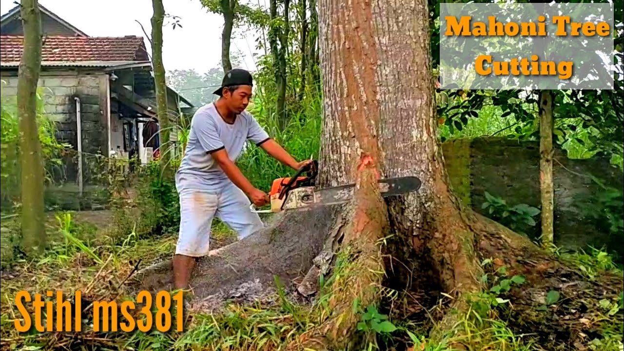 What happened after this 100 year old mahogany tree was cut down? - YouTube