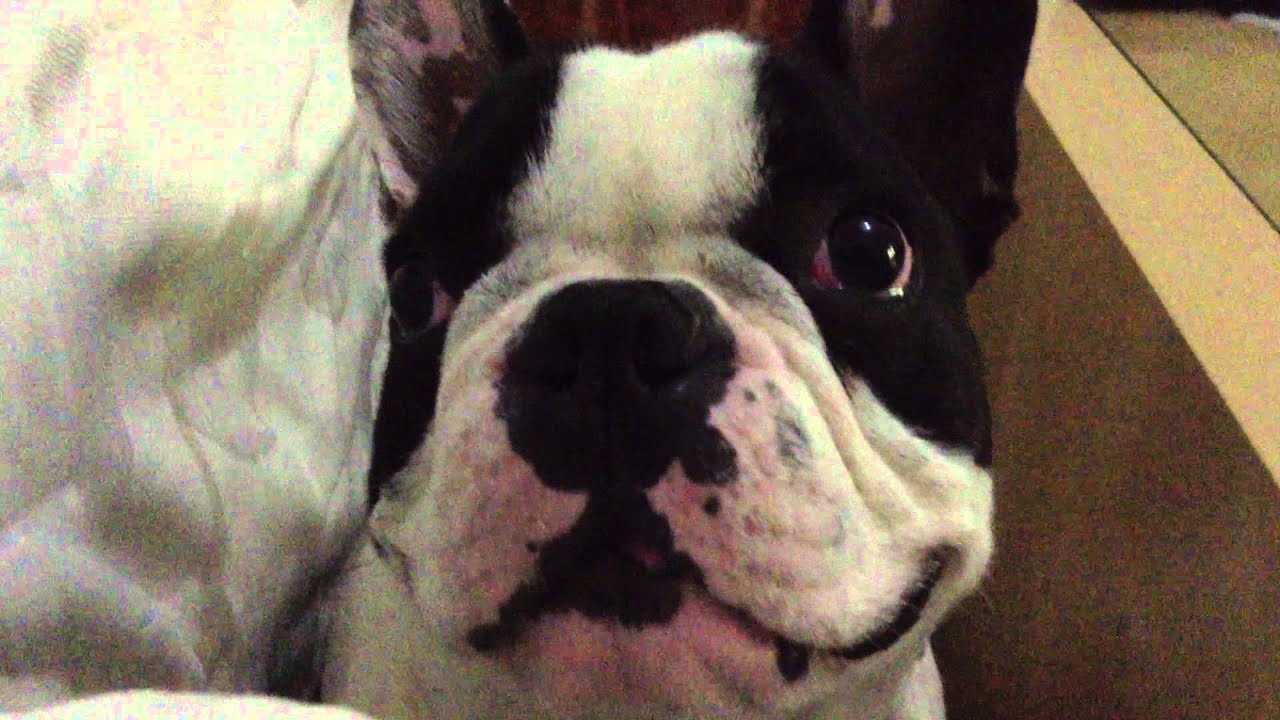 Mu the French Bulldog III : The icecream rage - YouTube
