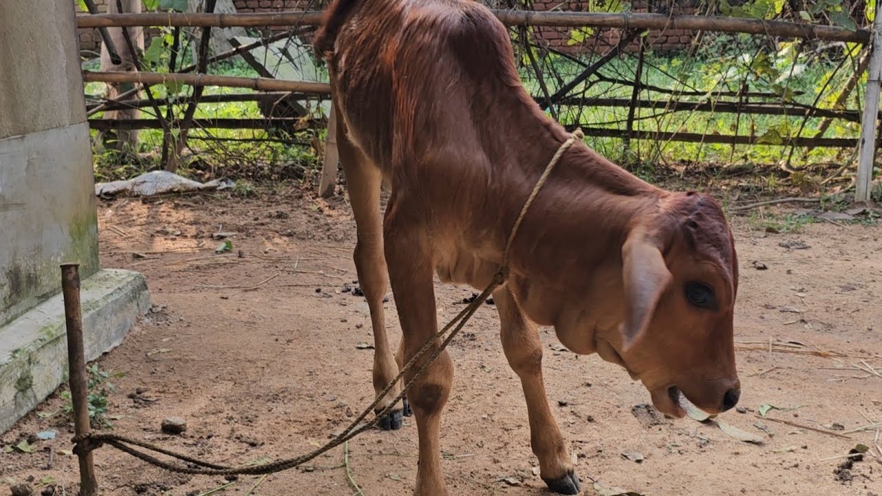 Baby cow crying sound||Cow sound for kids||Humba sound||Us dear animal ...