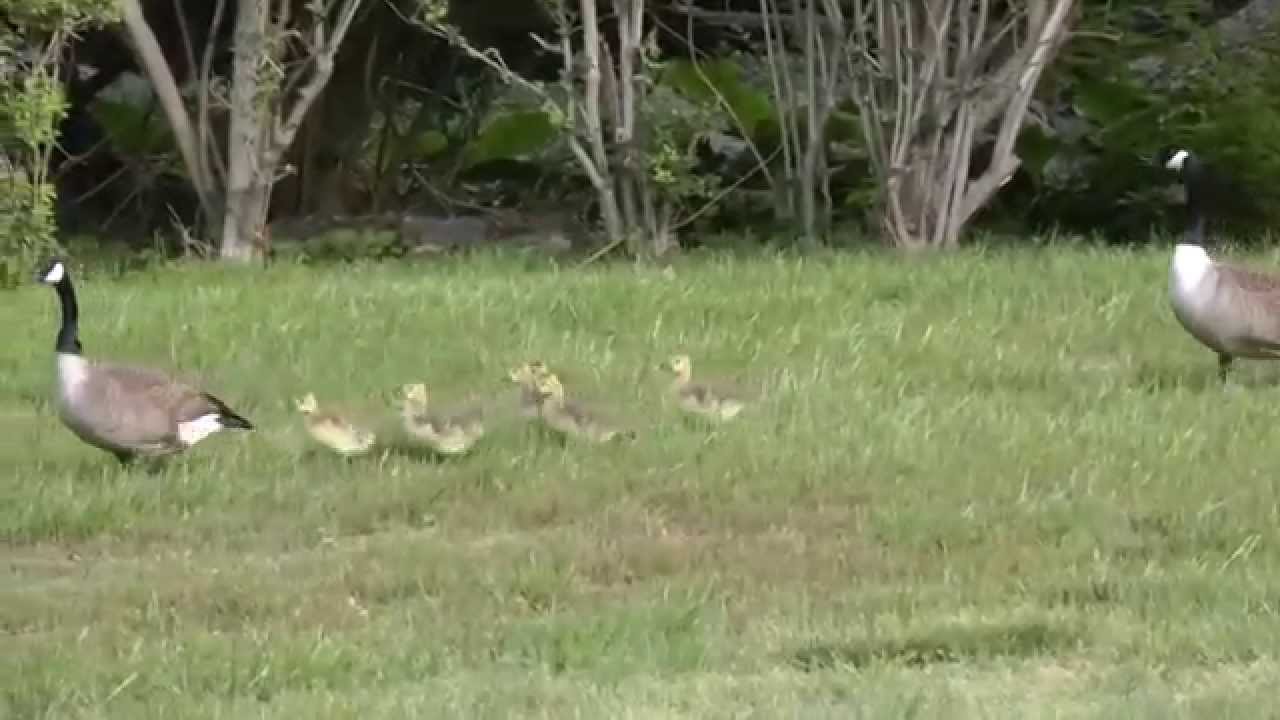 Back Yard Geese - YouTube