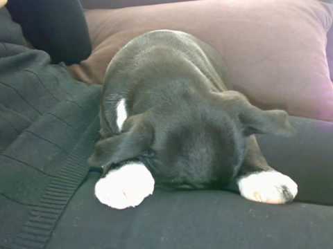 Beautiful English Staffy Puppies - YouTube