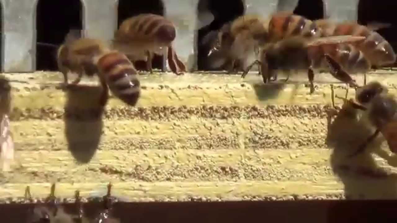 Beehive AirConditionClass A and a Bug invasion - R.I.P. - YouTube