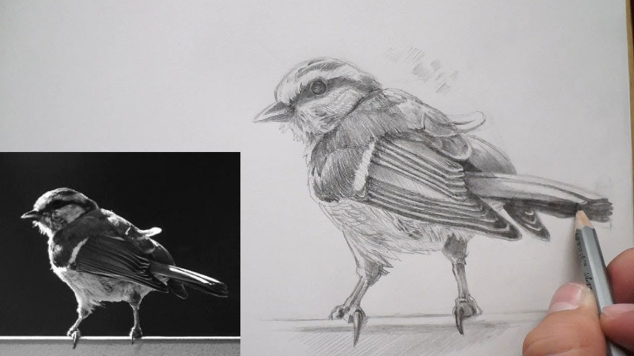 How to Shade a Sparrow - No Timelapse (Part 2 - Long) - YouTube