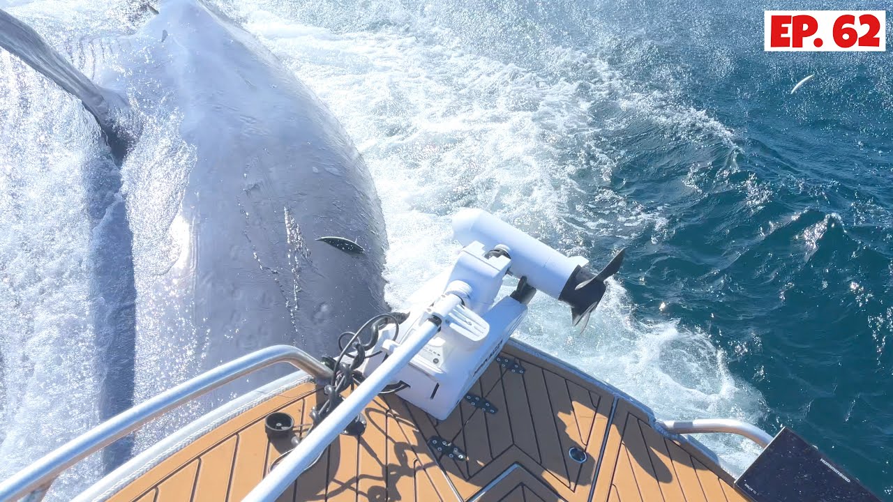 The Best Work-Up Footage We’ve Ever Filmed! Hit by a WHALE While ...