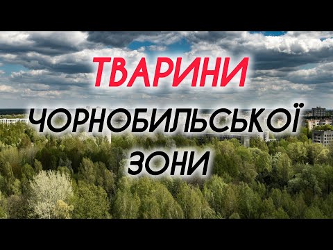 Які тварини живуть в чорнобильській зоні/ мешканці зони відчуження #чорнобиль #зонавідчуження 