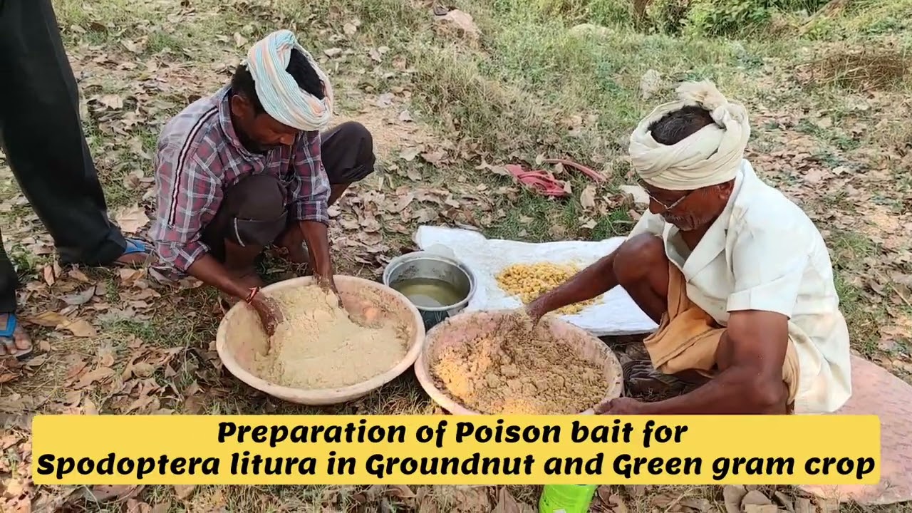 Preparation of Poison bait for control of Spodoptera litura in ...