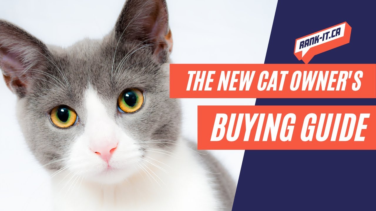 Is your home ready for a new kitten? | The New Cat Owner's Buying Guide ...