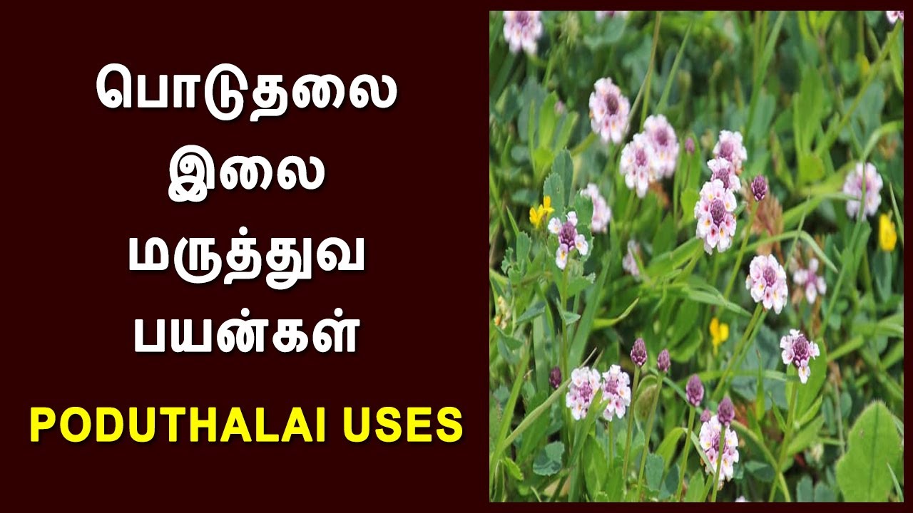 பொடுதலை மருத்துவ பயன்கள் | poduthalai uses in tamil | பொடுதலை இலை ...