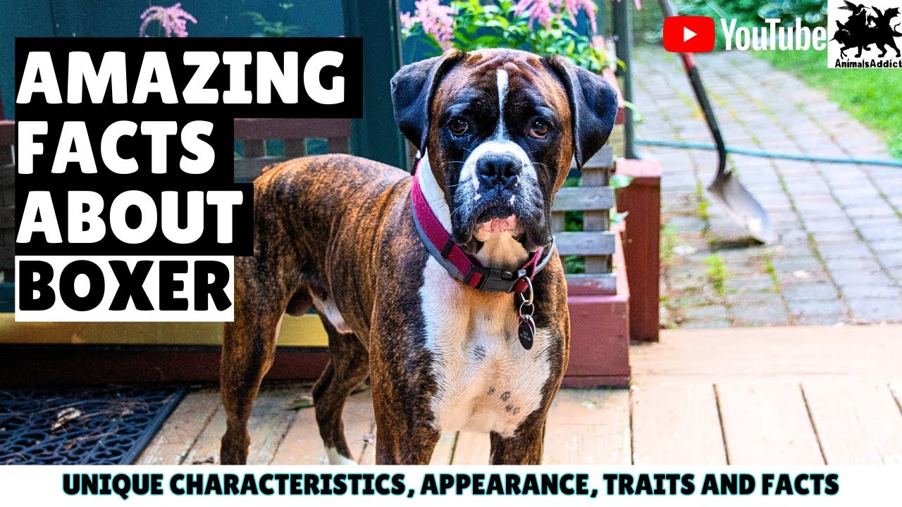 Amazing Facts About Boxer Dogs | Things To Know About Dogs | Boxer Dog ...