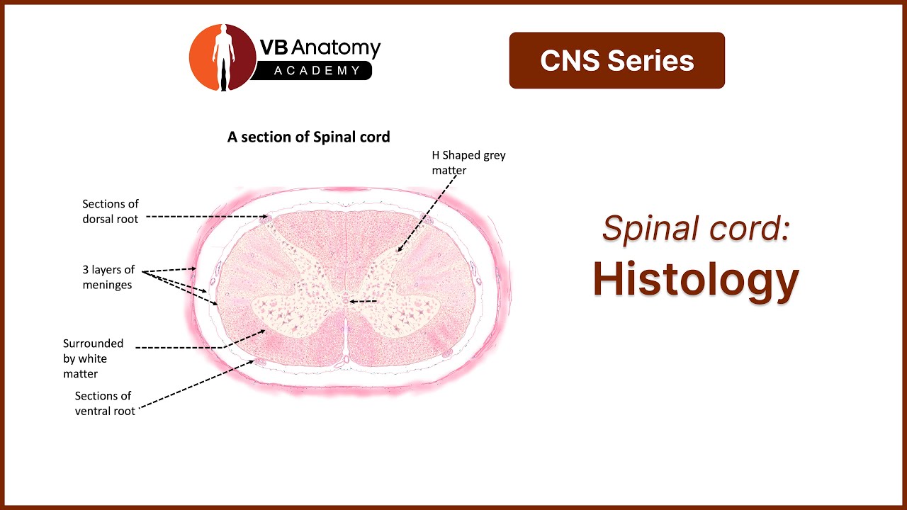 Cervical Spinal Cord Histology