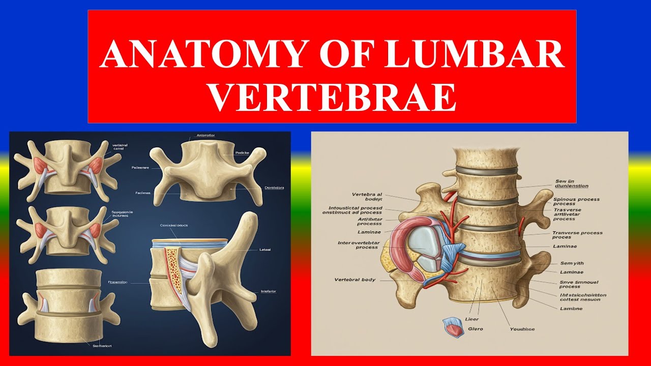 Lumbar Vertebrae Anatomy Explained | Structure, Function, Blood & Nerve ...