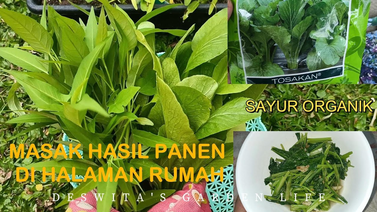 MASAK SAYUR HASIL PANEN DI HALAMAN RUMAH | SAYUR ORGANIK - YouTube