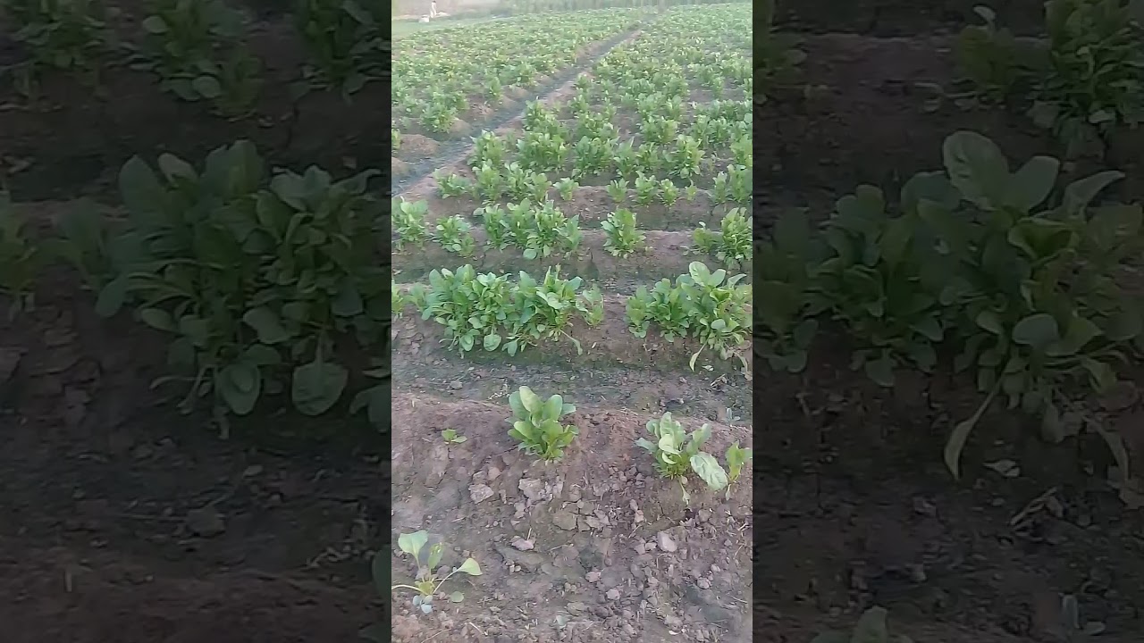palak field free of any disease|How to make disease free palak field ...