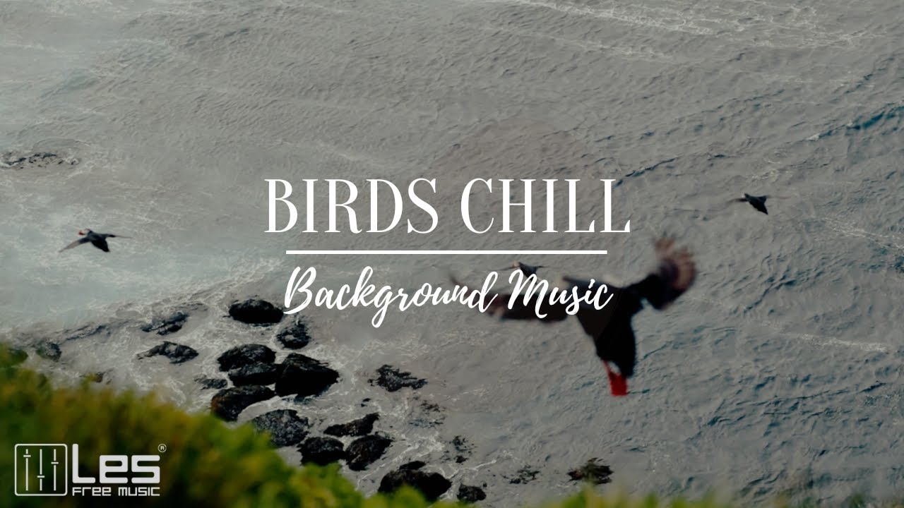 Birds Chill : Electronic Lofi Chill Relaxing Background Music - YouTube