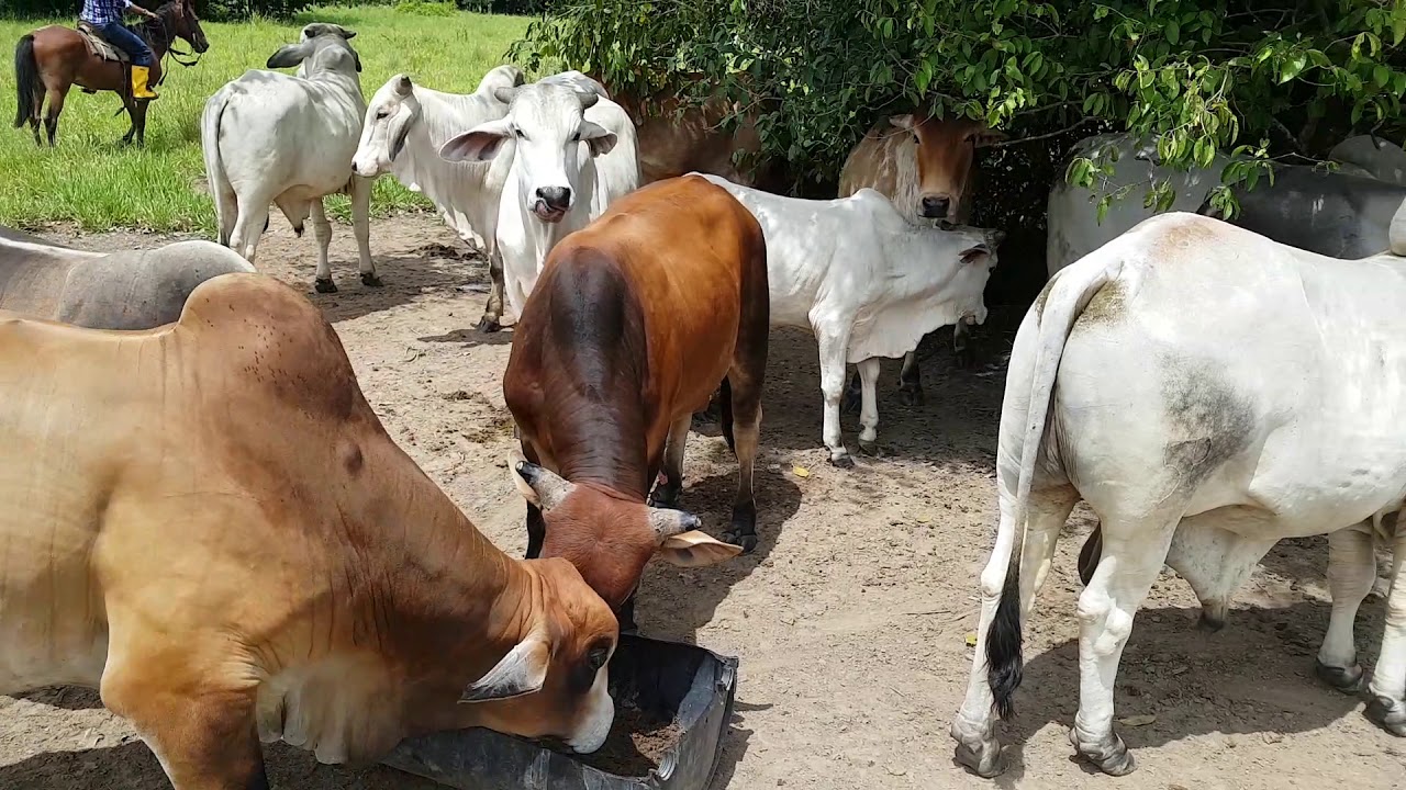 Revisando el ganado - YouTube