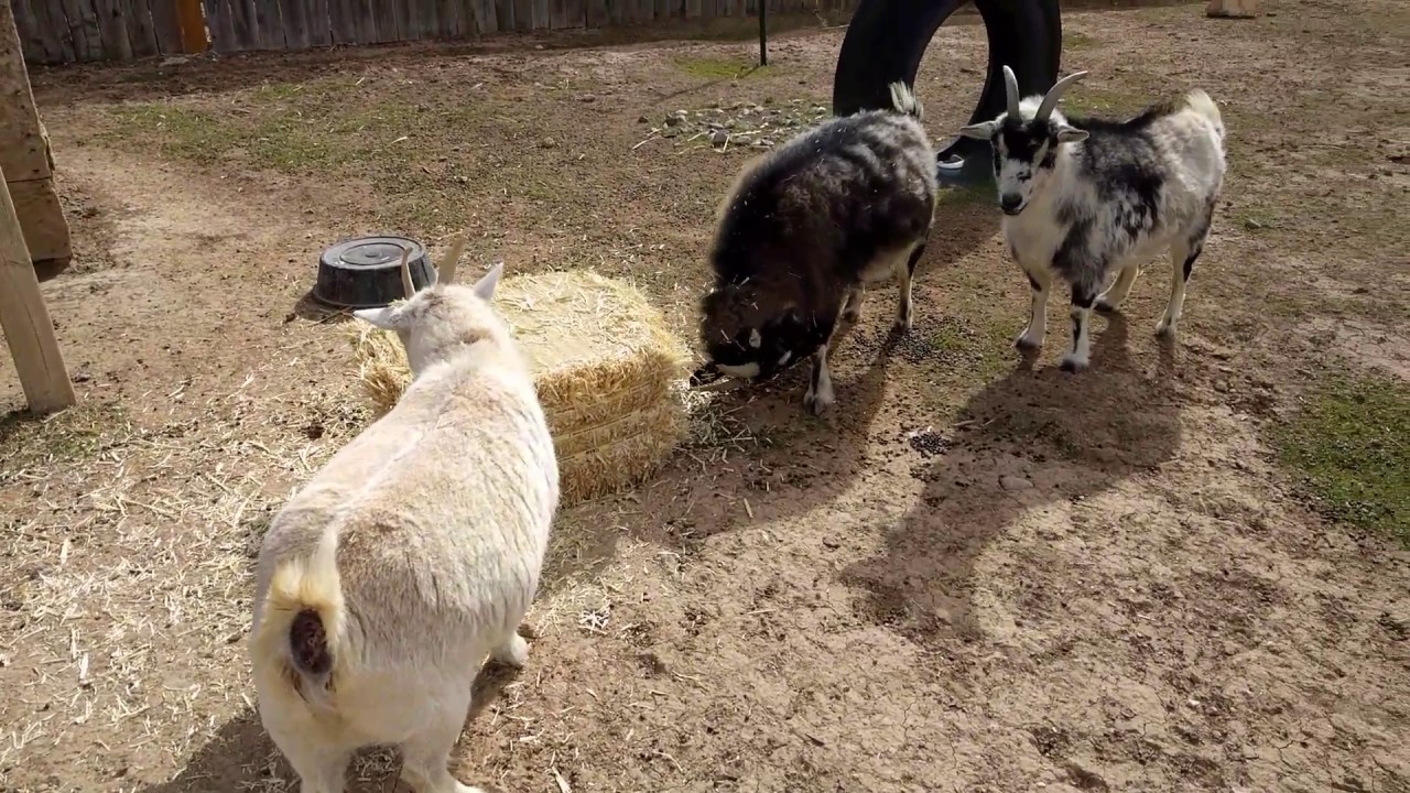 Goats Go Wild!... On a Straw Bale - YouTube