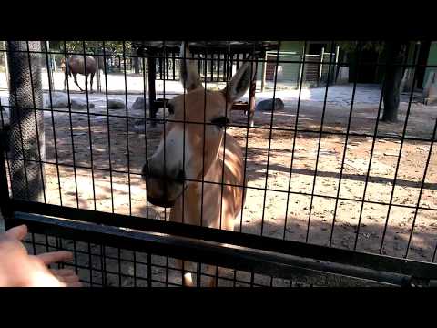 Katır nasıl meydana gelir