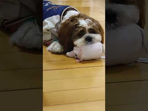 Sleepy Muffin #doglover #dog #cute - YouTube