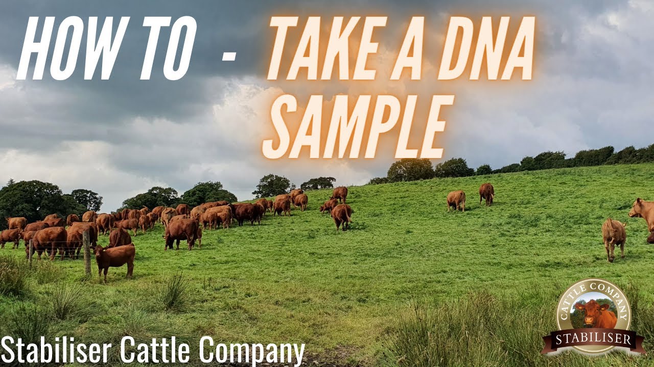 How to take a hair sample for DNA testing - Stabiliser cattle. - YouTube