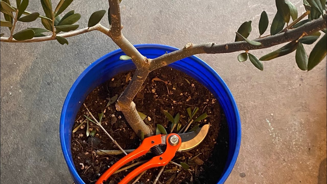 Olive tree pruning - YouTube