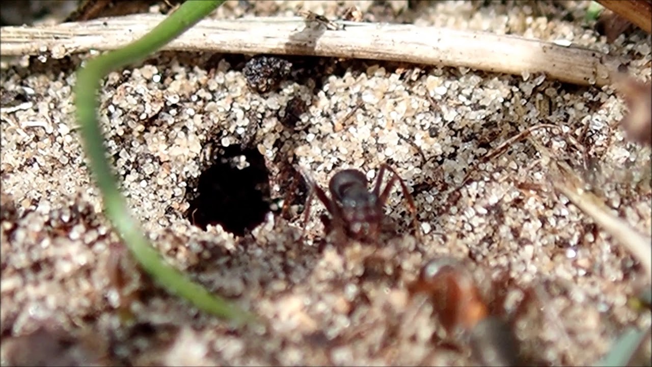 Bloedrode roofmier/Blood red ant (Formica sanguinea) - YouTube