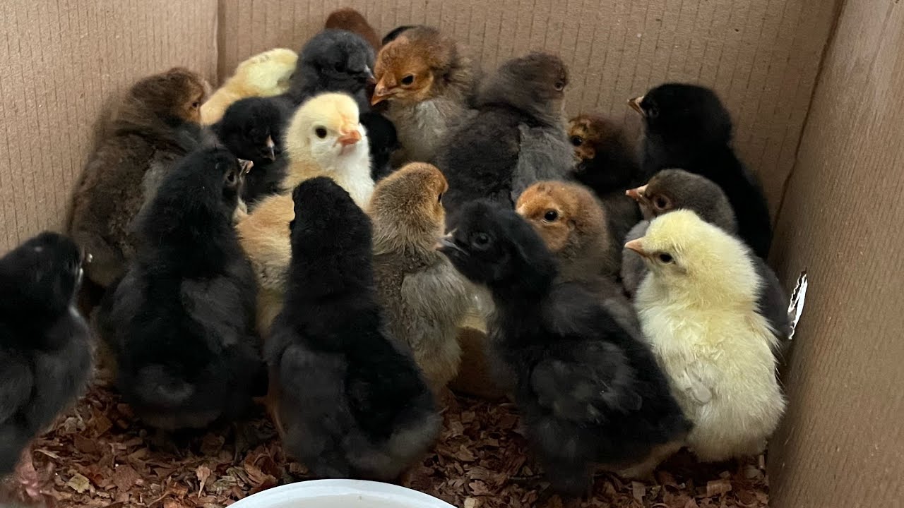 Tengan cuidado al criar pollitos recién nacidos en cajas - YouTube