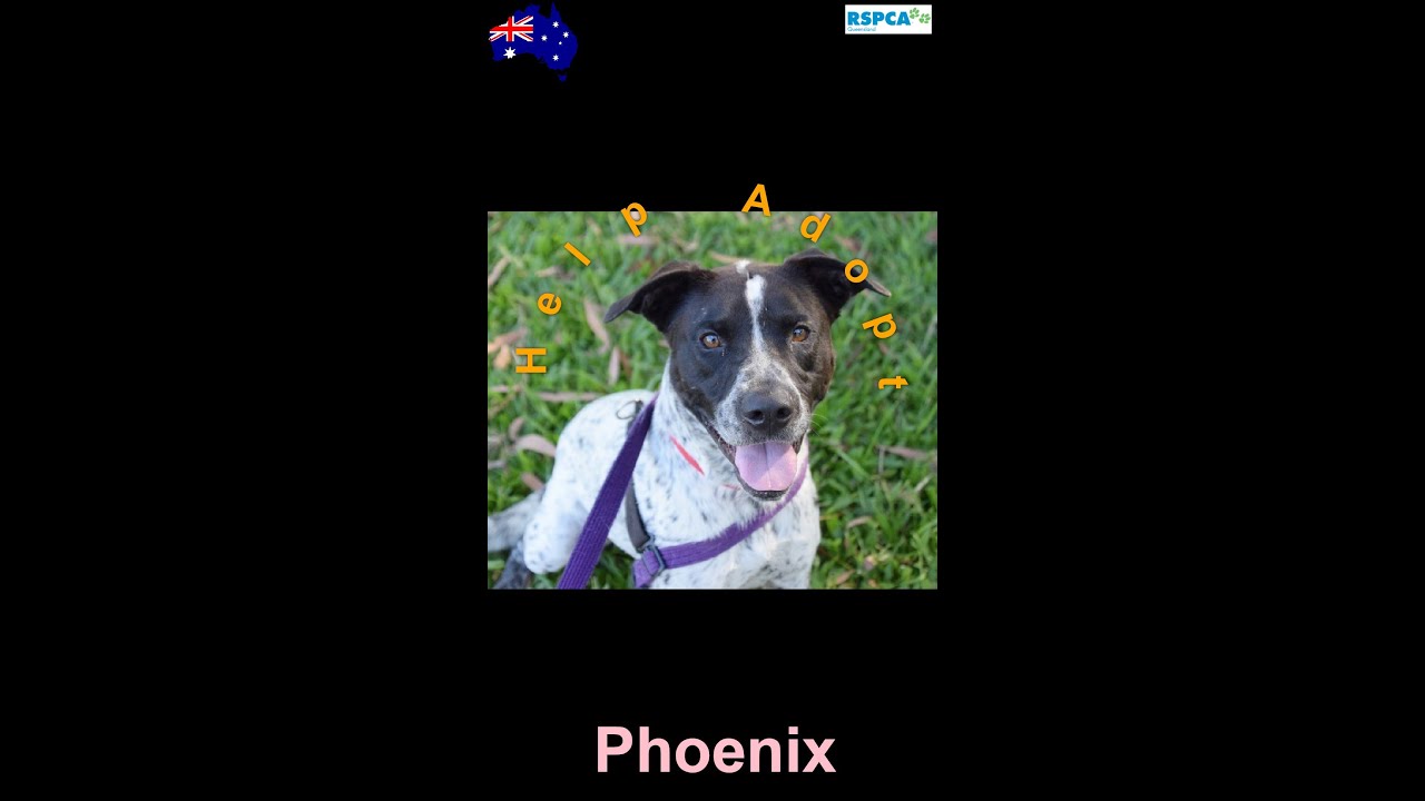 🐾Phoenix has been adopted! Dog / Australia / Dakabin / RSPCA Queensland ...