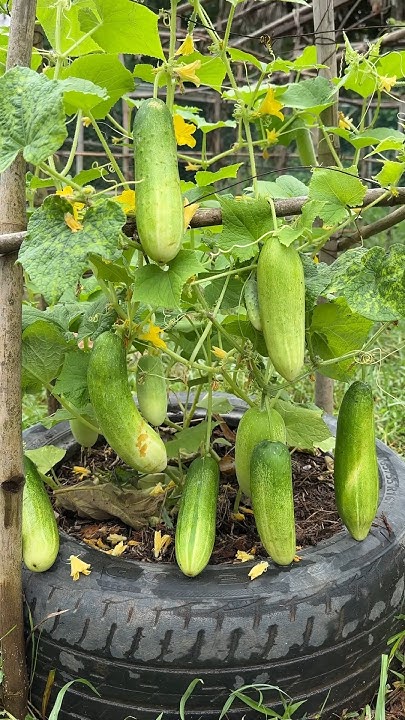 Techniques for growing cucumber trees to produce more fruit, which ...