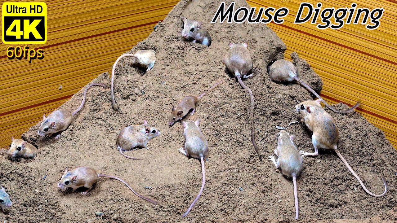 10-Hour Cat TV: Naughty Little Mouse Digging Burrows in Sand | 4K UHD ...