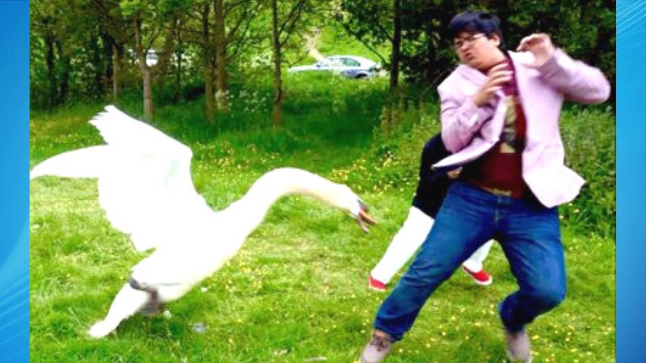 Man Gets Chased By A Bird and other Funny Bird attacks | Try Not to ...
