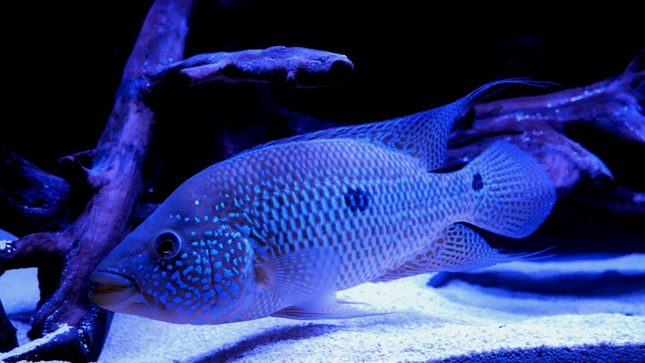 My New Fish - YouTube