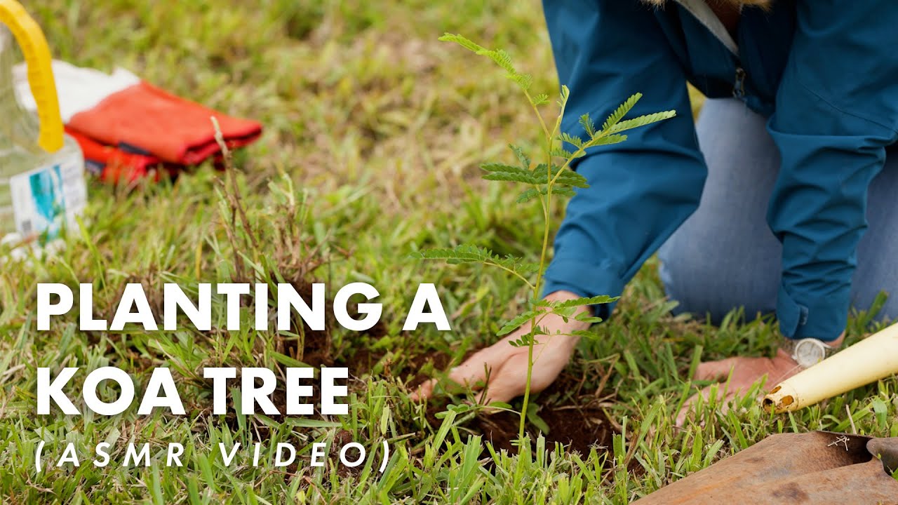 Planting a Koa Tree in a Native Hawaiian Agro Forest - ASMR - YouTube