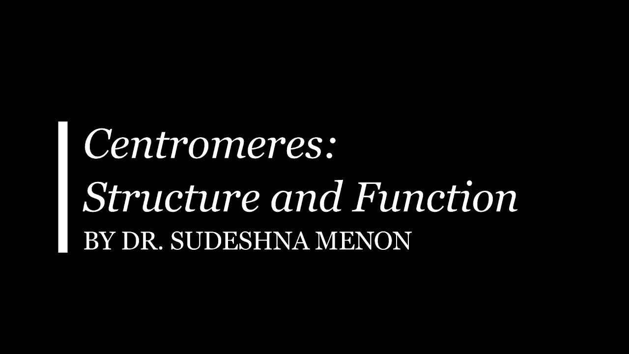 Centromere Structure and Function - YouTube