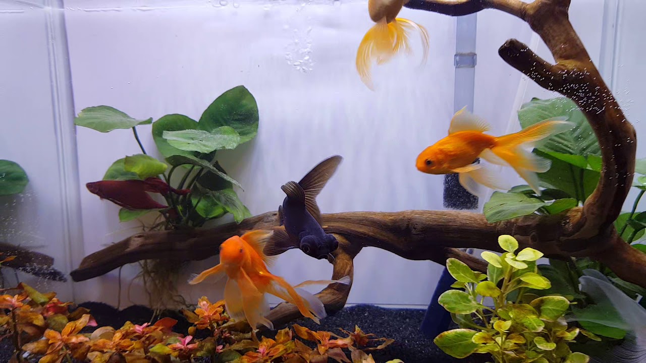 Goldfish and Beta in a same tank?! - YouTube