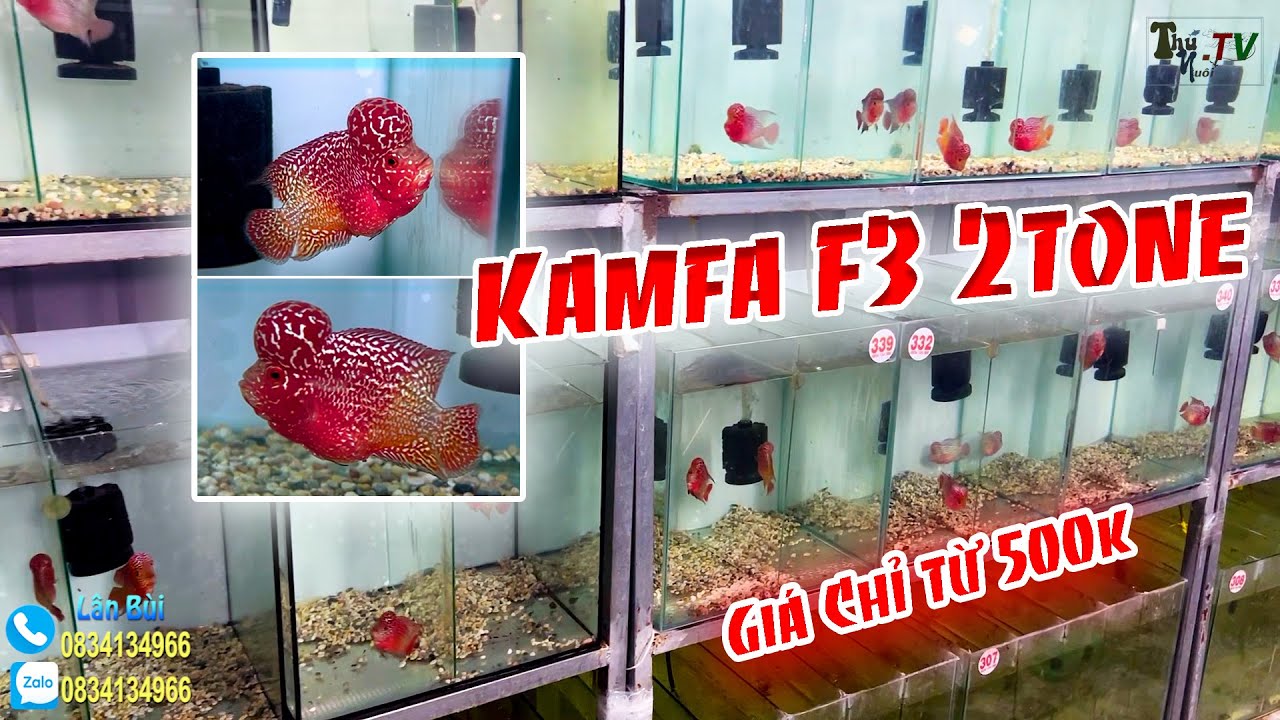Kamfa F3 2Tone | Cá Đẹp Giá Mền | Cơ Sở Cá La Hán Lân Bùi - YouTube