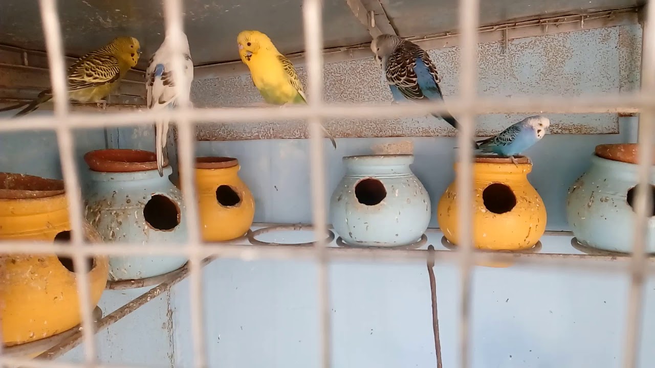 My bird colony - YouTube