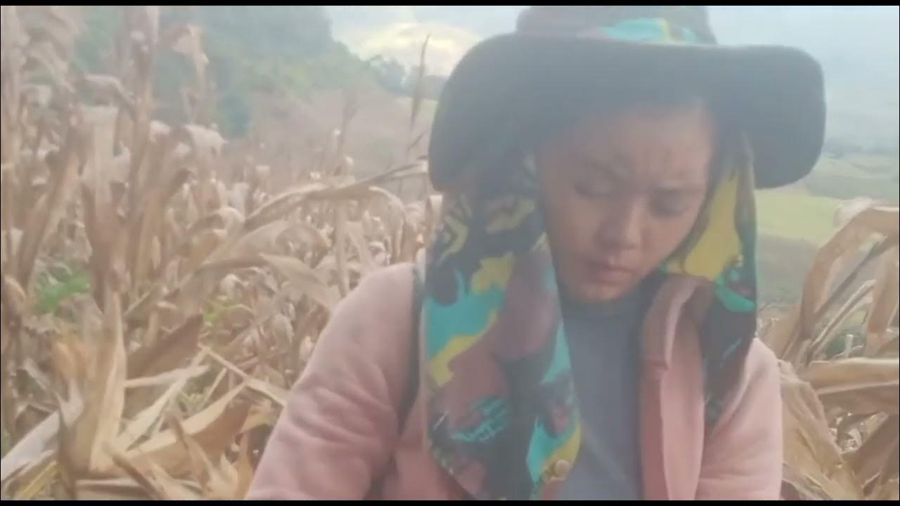 hnub no mu pauv zog ntais pob kws nawb - YouTube