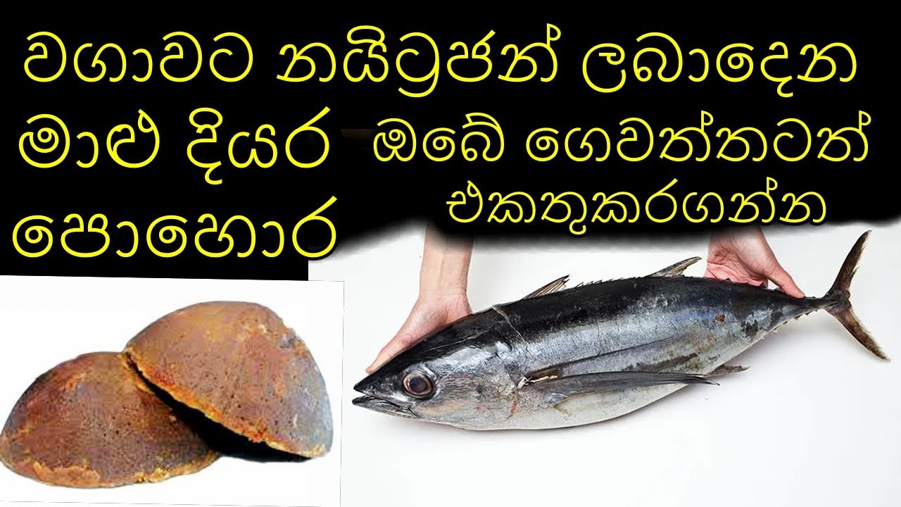 නයිට්‍රජන් තිරකරන මාළු දියර පොහොර Nitrogen-fixing liquid fish ...