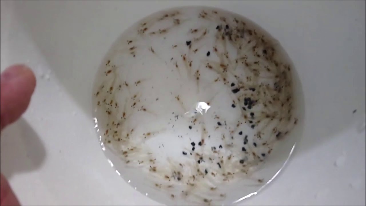 Stocking My Pool..with Freshwater Prawn Juveniles - YouTube