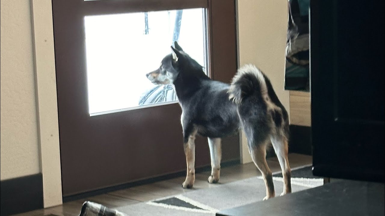 Cute Shiba Inu family howls at the garbage truck - YouTube