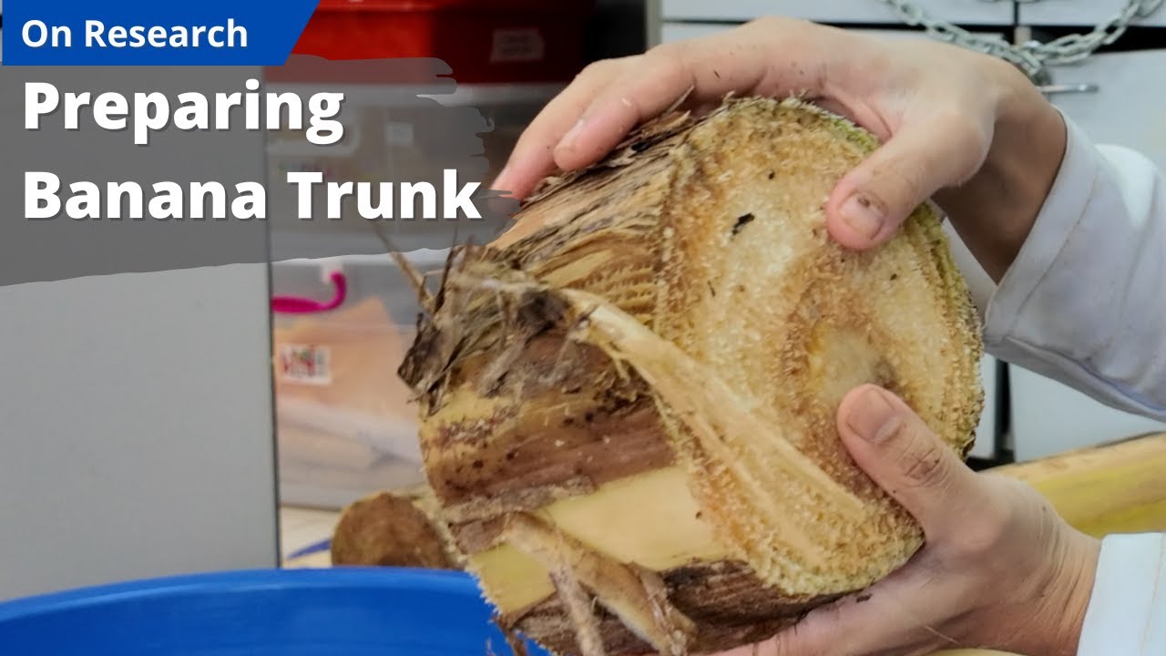 Preparing Banana Trunk Sample - YouTube