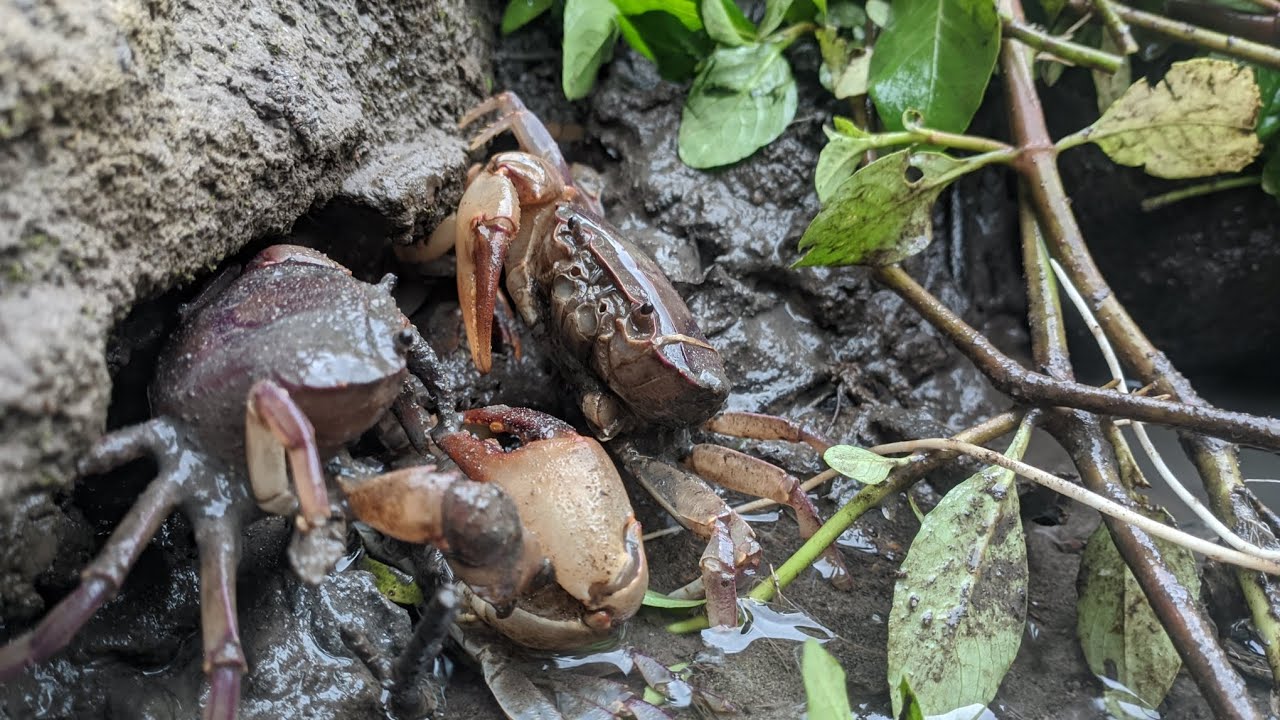 PETUALANGAN SERU MENCARI KEPITING SUNGAI || Waspada Terkena Capit ...