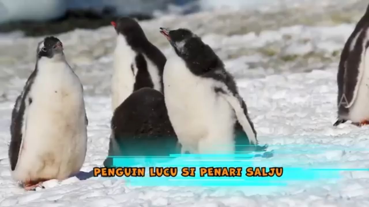 Penguin Lucu Si Penari Salju | SI OTAN (18/01/24) - YouTube