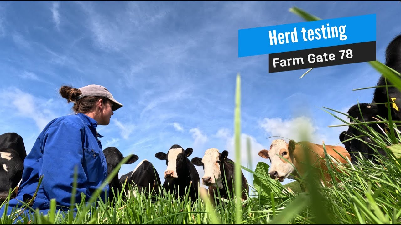 Milk testing results - grass fed dairy cows on a small farm - YouTube