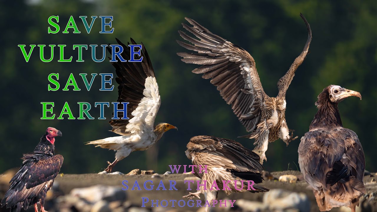 Save Vulture Save Earth - YouTube