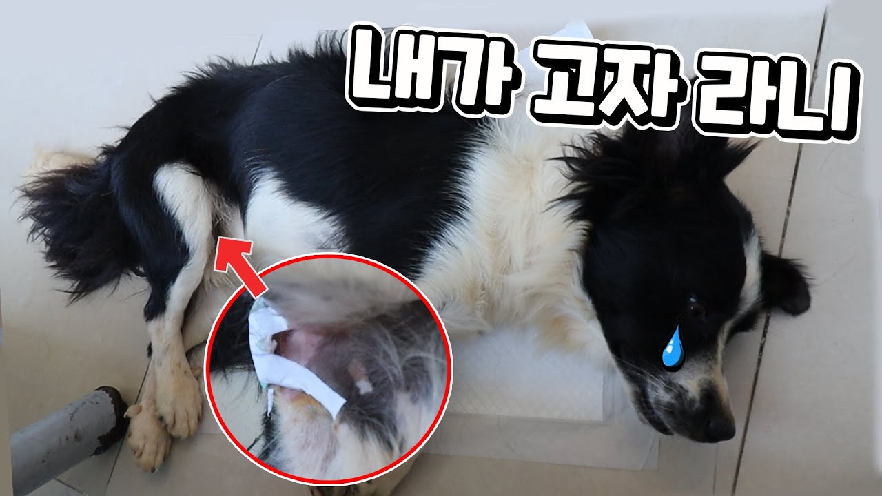 뒷집 강아지 자꾸 올라타서 고자 만들었습니다 Tt 뽁구랑 개뽁구랑 뽁구랑 개뽁구랑 Youtube