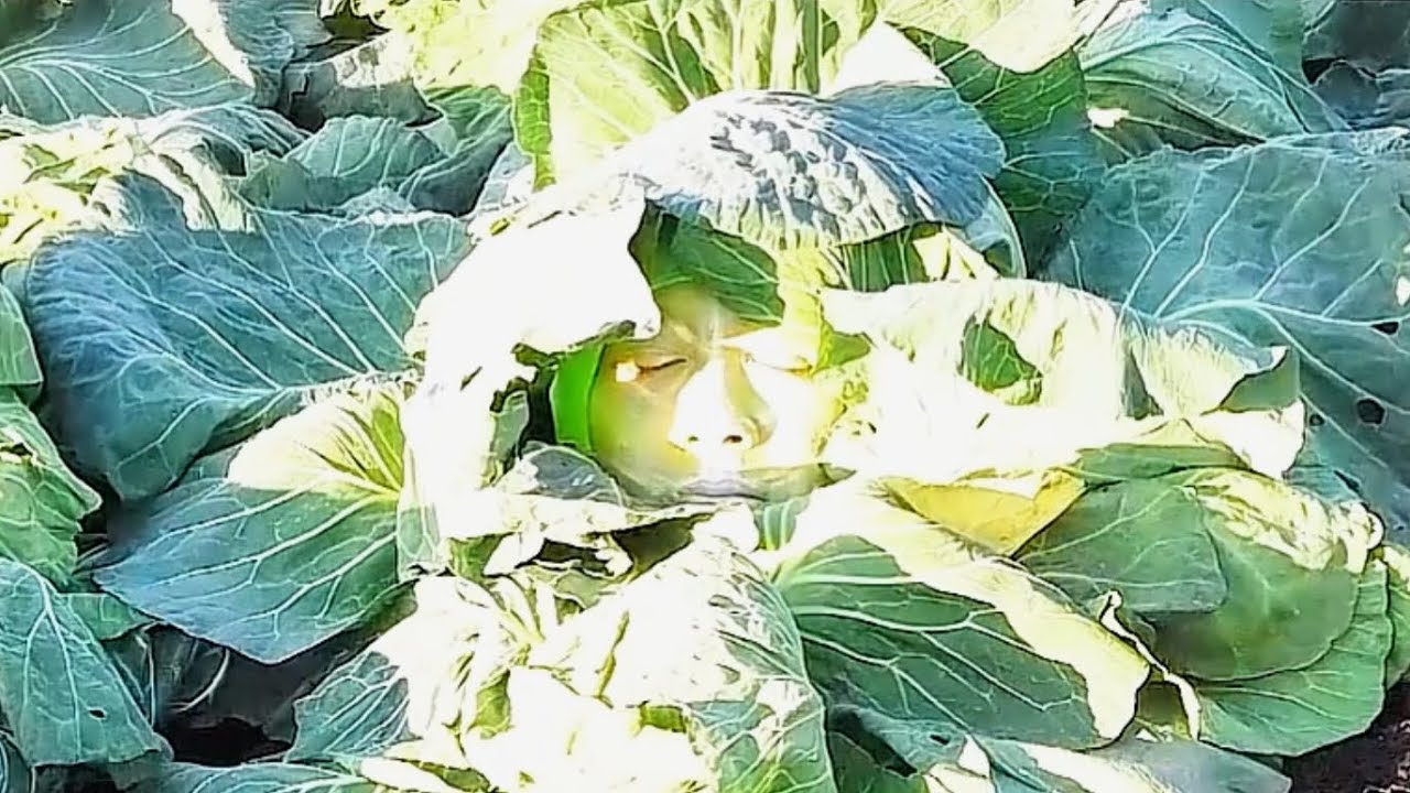 Shocked!The man hid in the soil and disguised himself as a cabbage ...