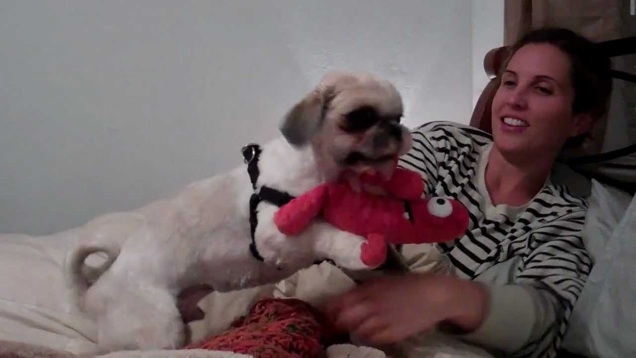 Shih Tzu Plays Fun Ones - YouTube
