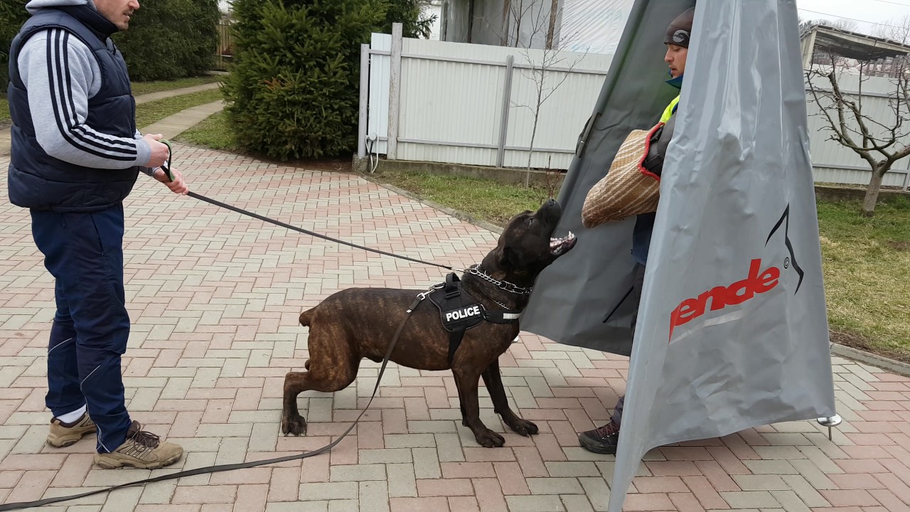 BOSS (Cane Corso) Training 3 - YouTube
